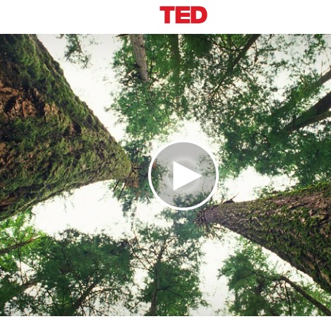 News How trees talk to each other - SalvoWEB Canada