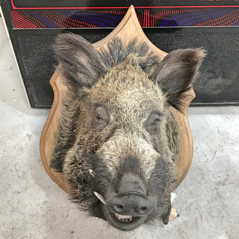 Antique & Reclaimed French Taxidermy Wild Boars Head- SalvoWEB UK