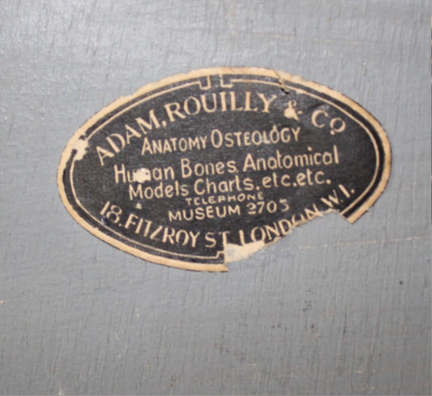 Antique & Reclaimed Collection of Anatomy Osteology wall hanging ...