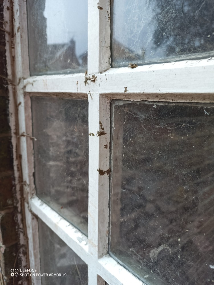 Antique & Reclaimed listings Antique circa 1900s oak Sash wooden arched ...